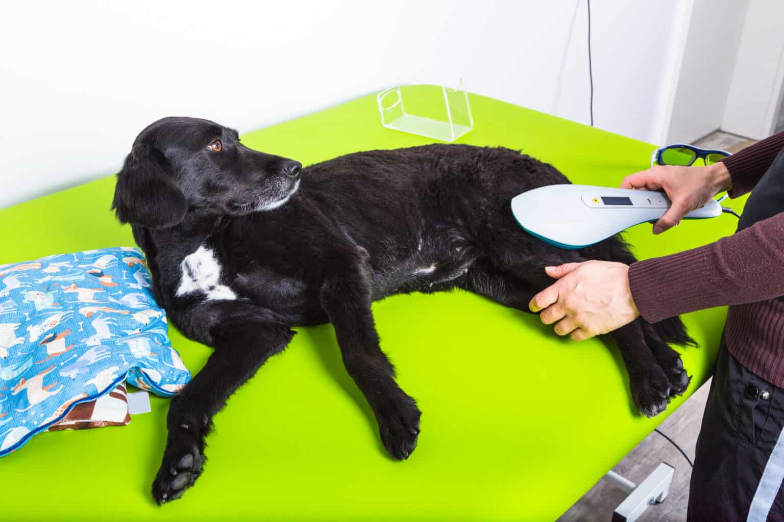 Laser Therapy for Pets: 12 Conditions That Can Benefit from LLLT