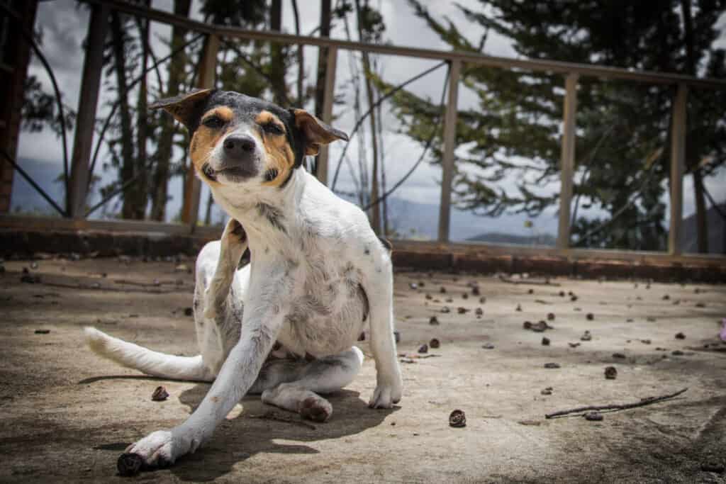 Standard Process Canine Dermal Support | Holistic Vet's Review