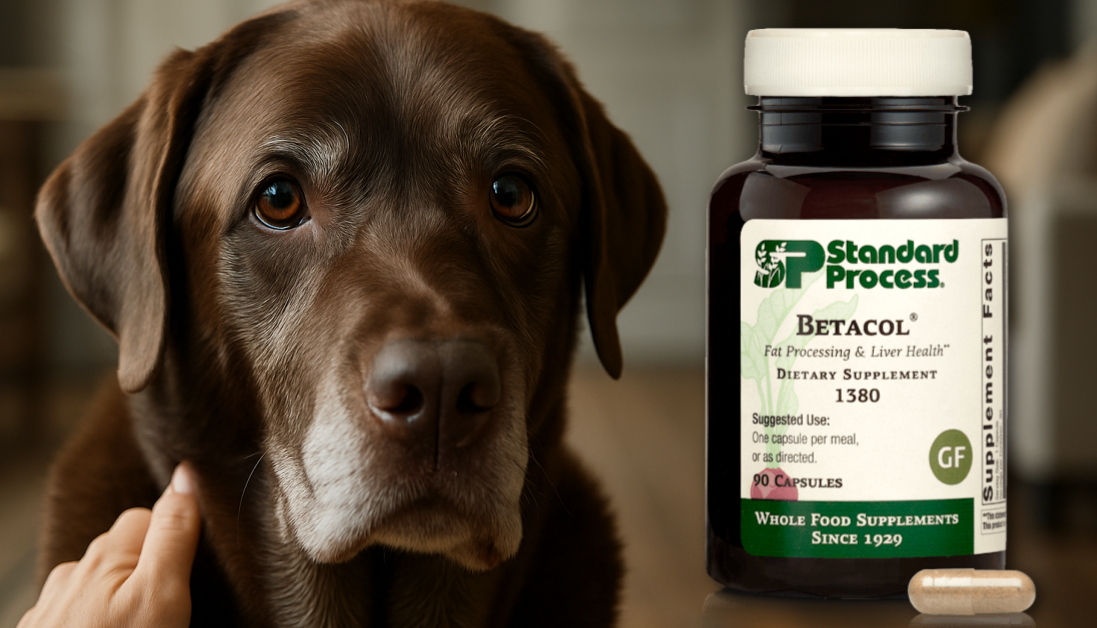 Betacol® for Dogs: Holistic Vet Guide to Liver & Gallbladder Care