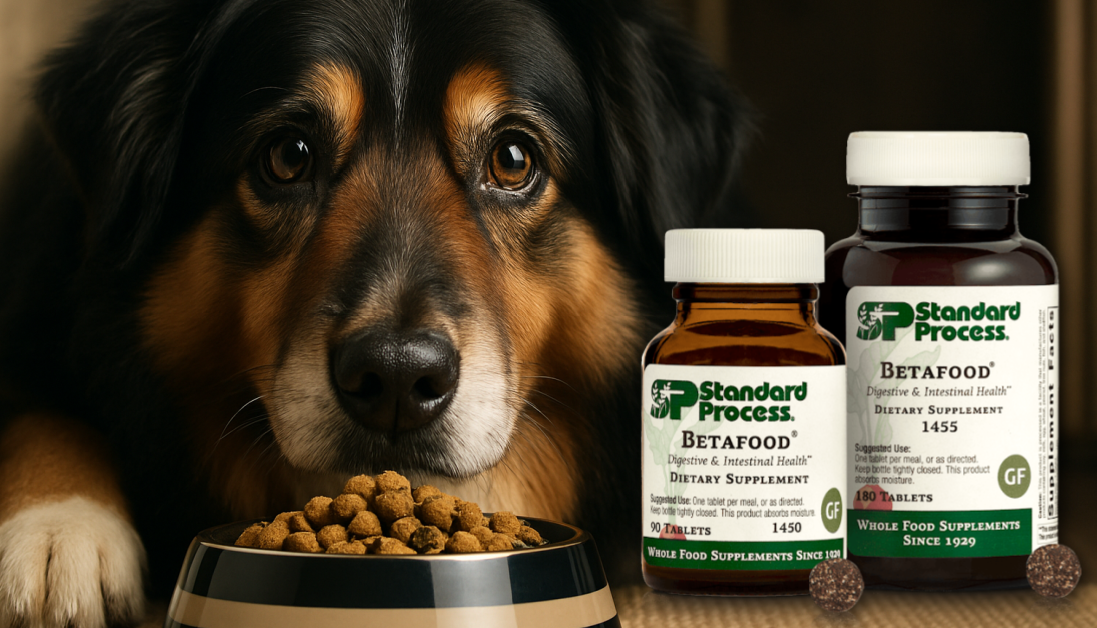 Betafood for Dogs: Holistic Vet Guide to Digestion, Liver & Care