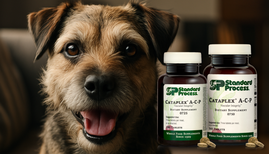 Cataplex® A-C-P for Dogs: Holistic Vet Guide to Heart & Immune Support