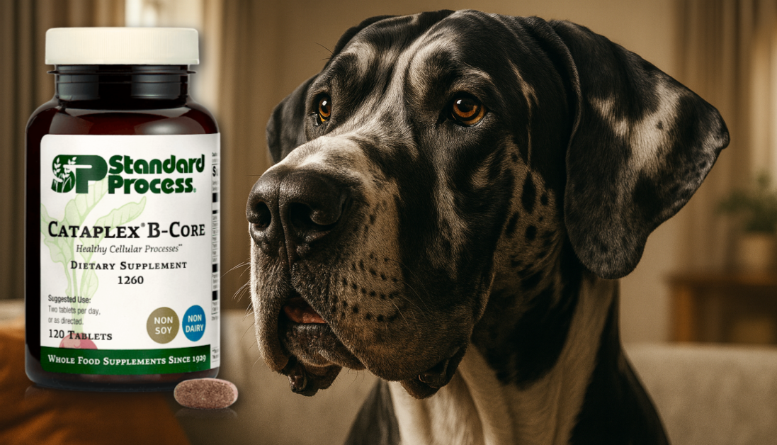 Cataplex® B-Core for Dogs: Holistic Vet Guide to Nerves, Heart & Energy