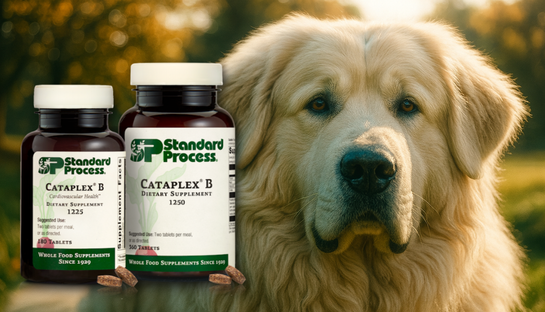 Cataplex® B for Dogs: Holistic Vet Guide to Nerve Health, Energy & Care
