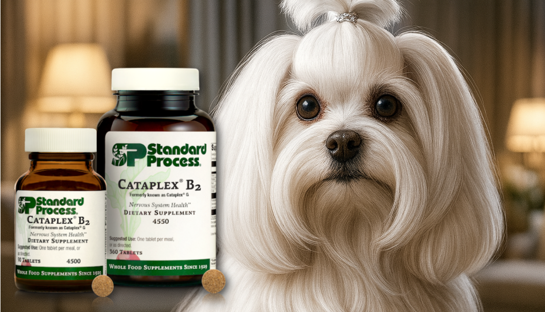 Cataplex® B2 for Dogs: Holistic Vet Guide to Energy, Skin & Nerve Care