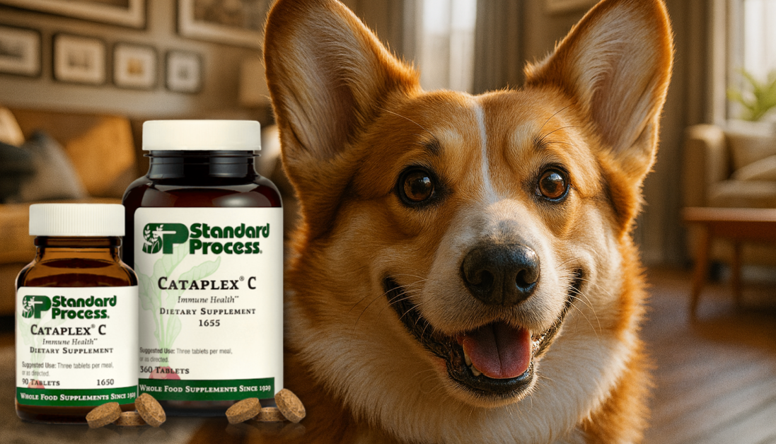 Cataplex® C for Dogs: Holistic Vet Guide to Immunity, Healing & Care
