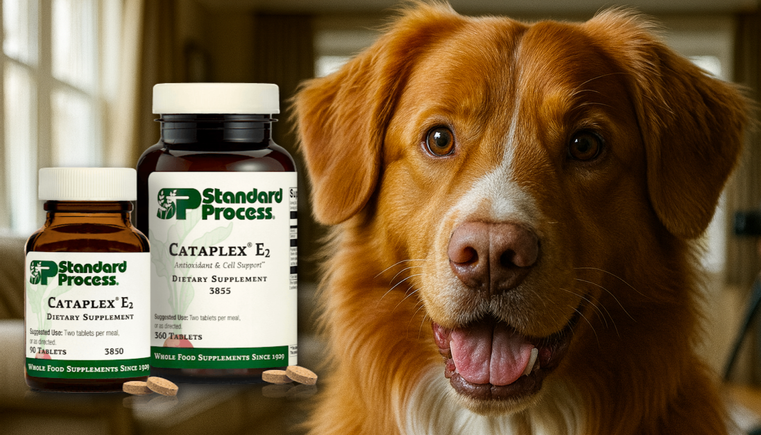 Cataplex® E2 for Dogs: Holistic Vet Insights on Heart & Muscle Care