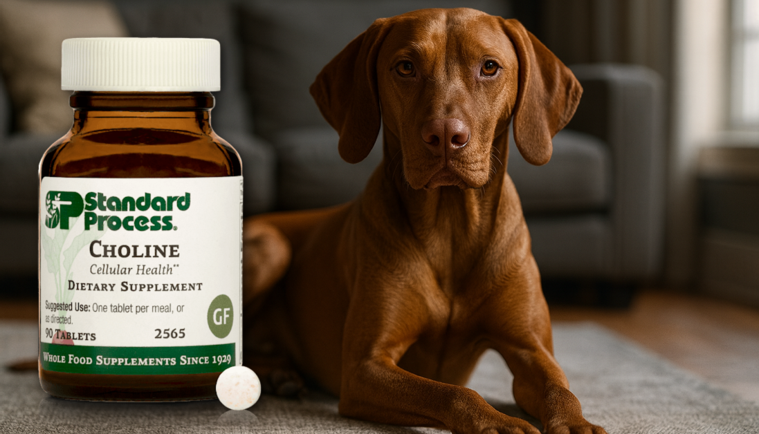 Choline for Dogs by Standard Process: Holistic Vet Insights on Brain ...