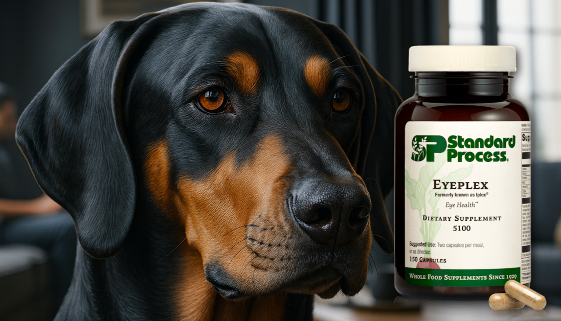 Eye Health & Vision Support for Dogs | Holistic Vet Care by Dr. Candy Akers