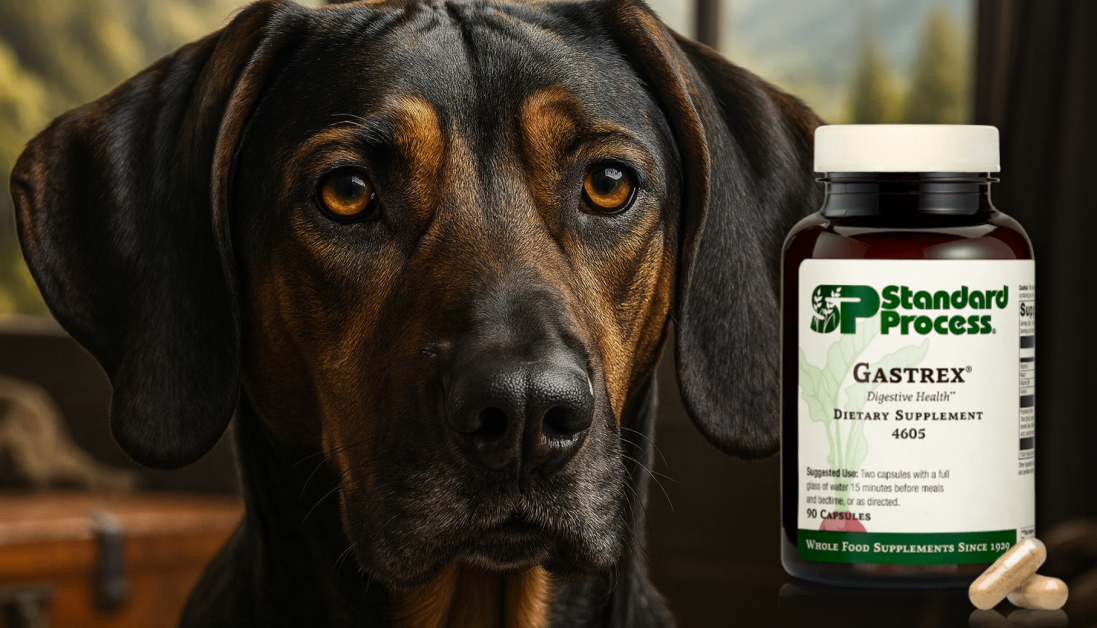 Gastrex® for Dogs: Holistic Vet Guide to Gut Health & Detox Care