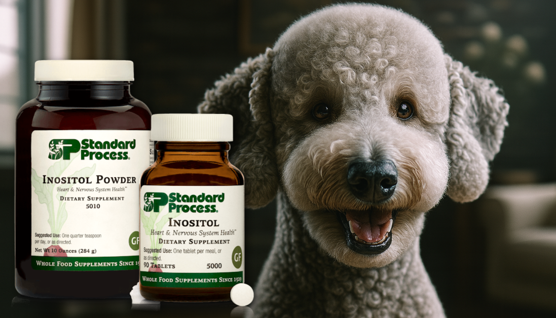 Inositol for Dogs by a Holistic Vet: Nerve, Skin & Stress Support