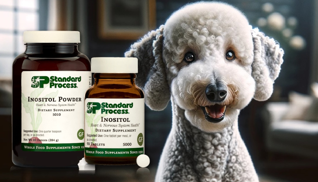 Inositol by Standard Process for Dogs: A Vet’s Approach to Nervous ...
