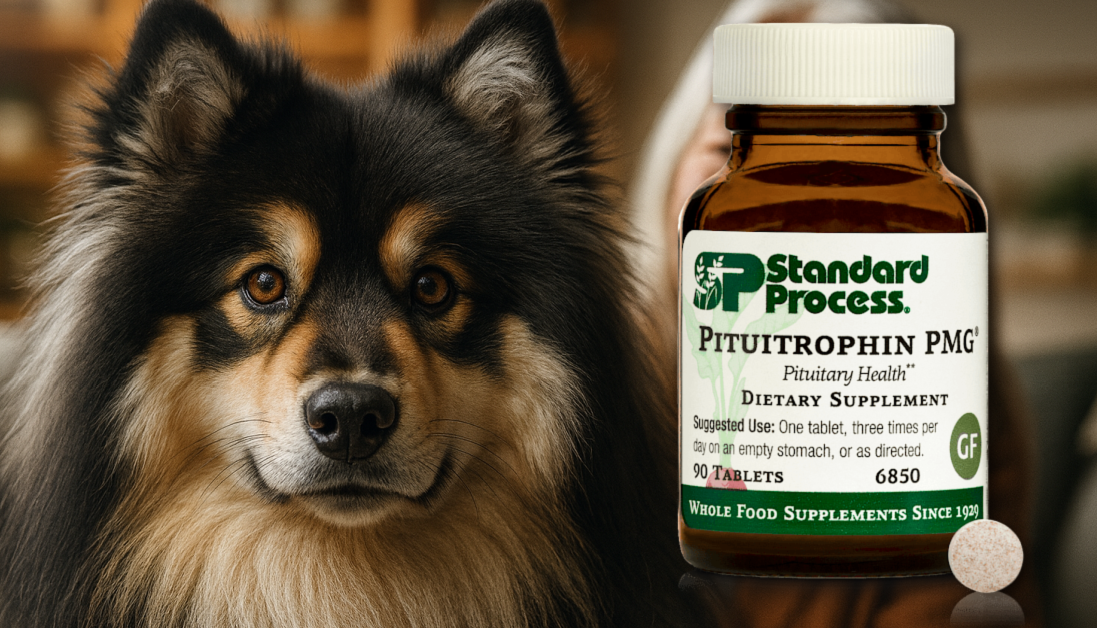 Pituitrophin PMG for Dogs: Holistic Vet Guide to Pituitary Health & Balance