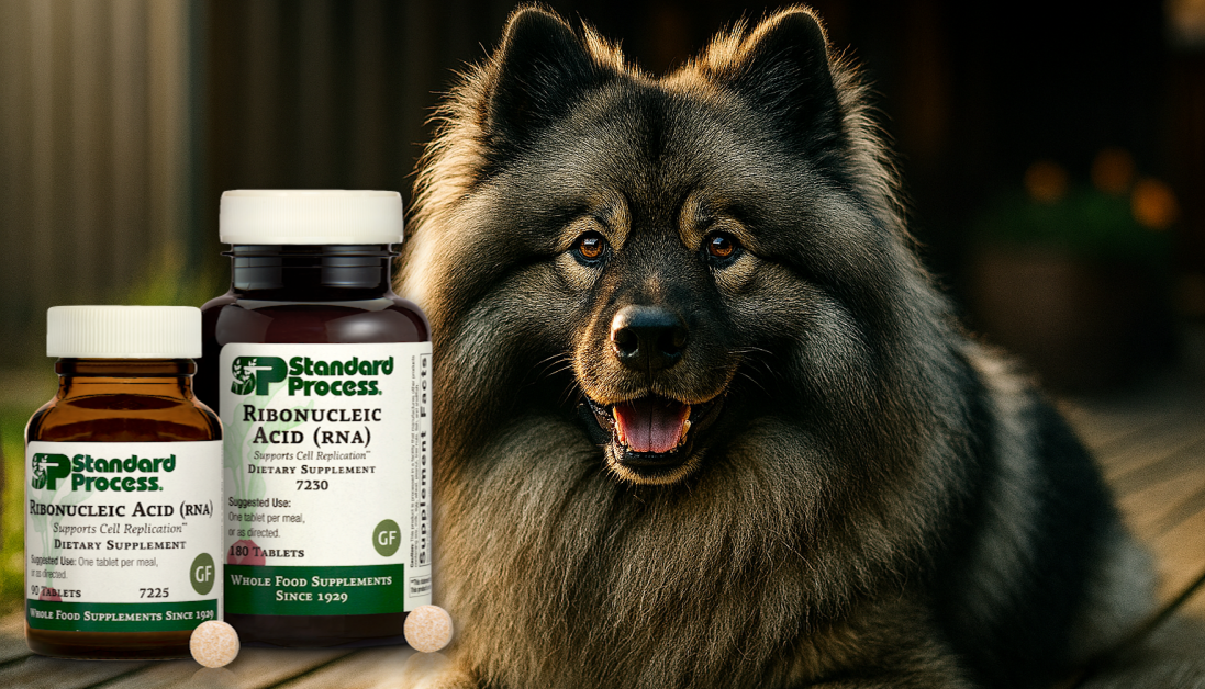 Ribonucleic Acid (RNA) for Dogs: Holistic Vet Cellular Care & Support
