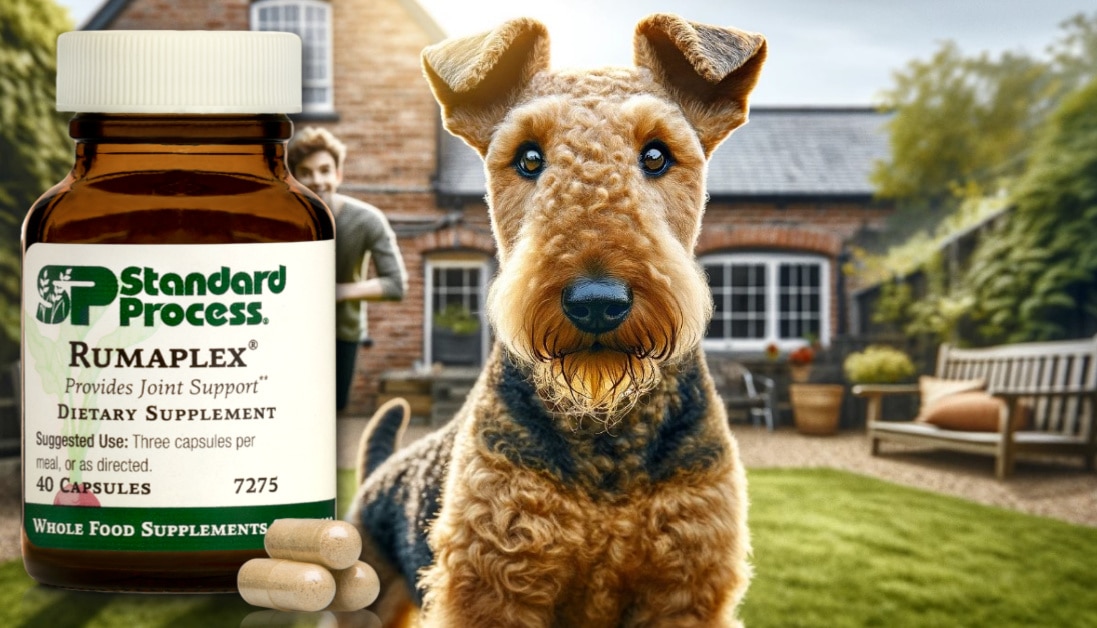 Rumaplex® by Standard Process for Dogs: Veterinary Advice for Joint and ...