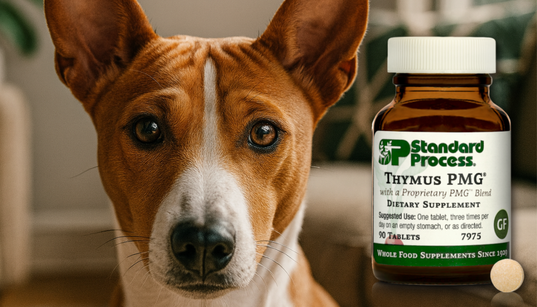 Thymus PMG for Dogs: Holistic Vet Guide to Immune Health & Natural Support