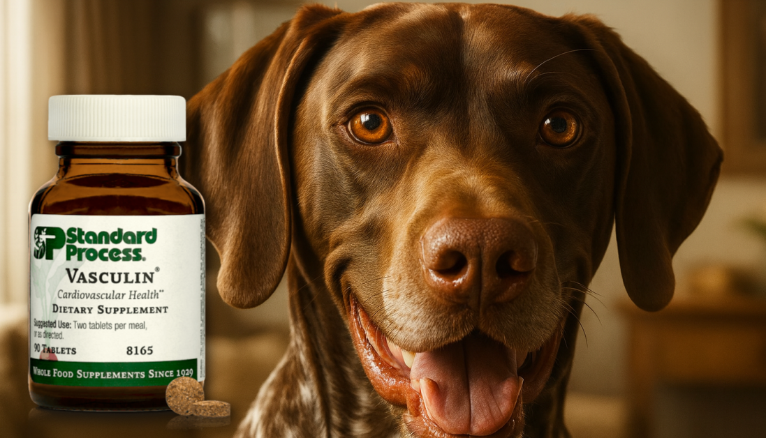 Vasculin for Dogs: Holistic Vet Guide to Heart Health & Prevention
