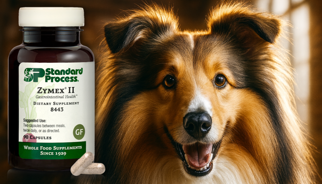 Zymex II for Dogs: Holistic Vet Guide to Digestion, Care & Prevention