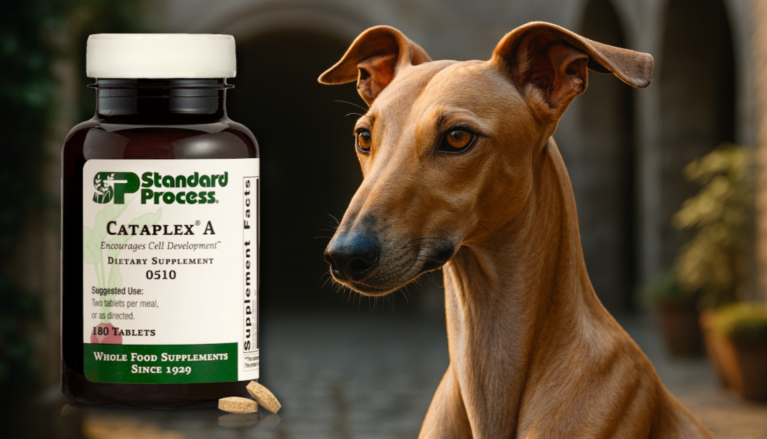 Cataplex A for Dogs: Holistic Vet Guide to Eye, Skin & Immune Health